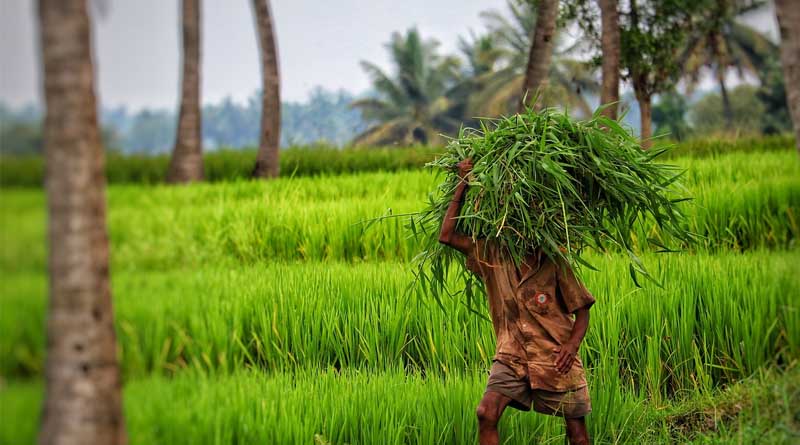 El Niño and La Niña: Impact on Global Agriculture and What to Expect Next