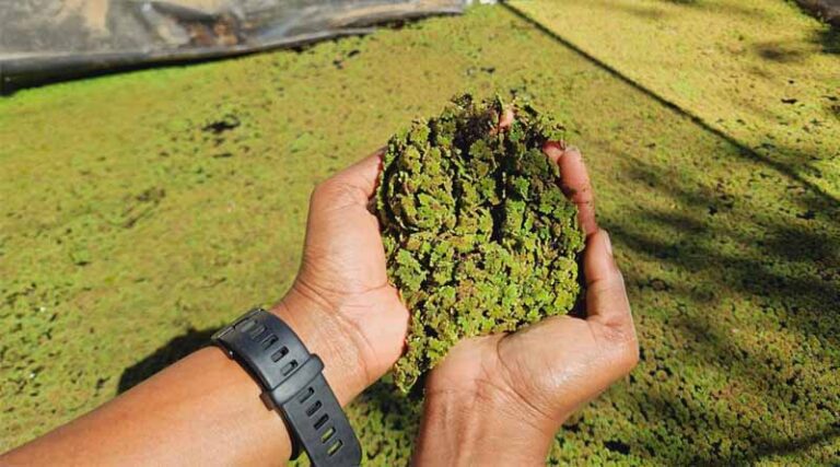 Exploring Azolla Farming as a Sustainable Feed Source for Poultry in ...