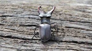 Stag Beetles: The World’s Most Expensive Insect Worth up to $90,000