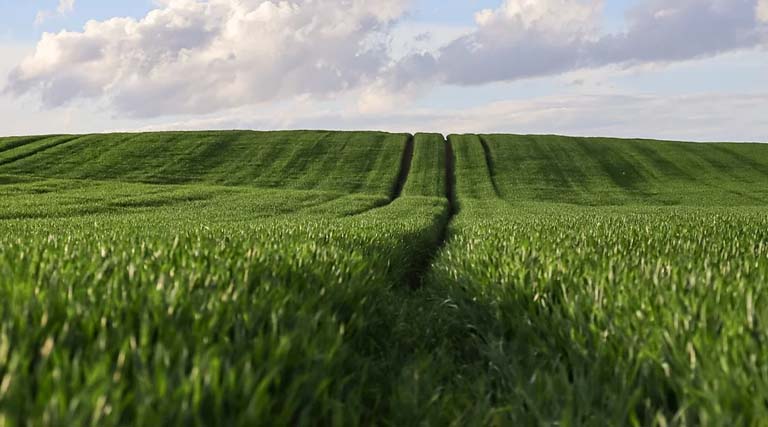 China Issues Action Plan To Speed Up Agricultural Modernization