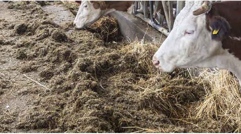 Agricultural Sources Are Estimated to Account for 58 Percent of Global ...