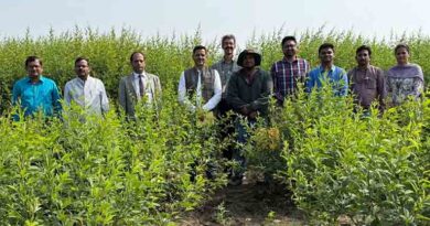 A Simple Shift in Pigeonpea Planting Could Lift Yields by 20%: ICRISAT ...