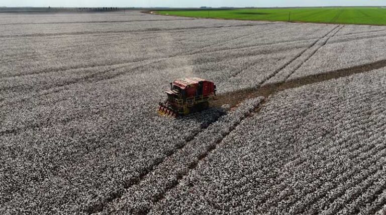 US Cotton Disease Loss Report 2025: Yield Loss Drops to Historic Low of ...