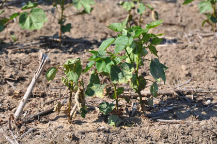 US Cotton Disease Loss Report 2025: Yield Loss Drops to Historic Low of ...