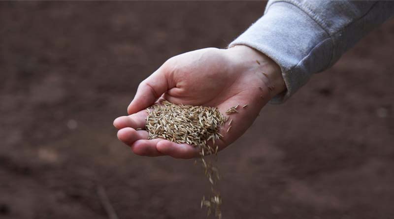 A Market In Transition: Our Spring Grass-seed Market Update