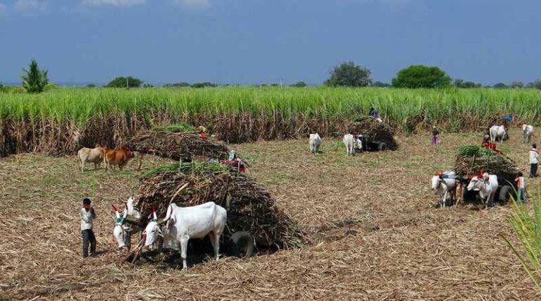 India Approves Sugarcane FRP at ₹365 per Quintal for 2026-27