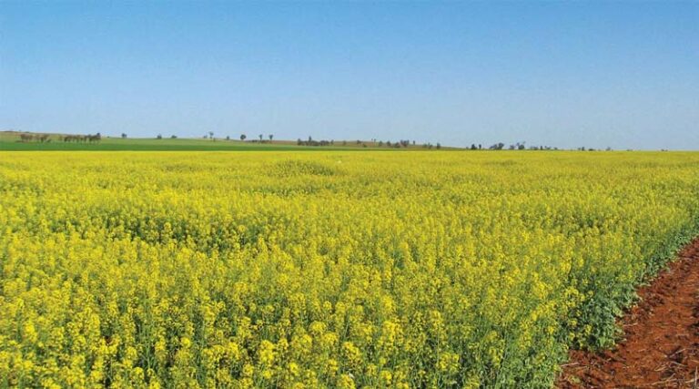 Latest Global GM Crop Figures Released